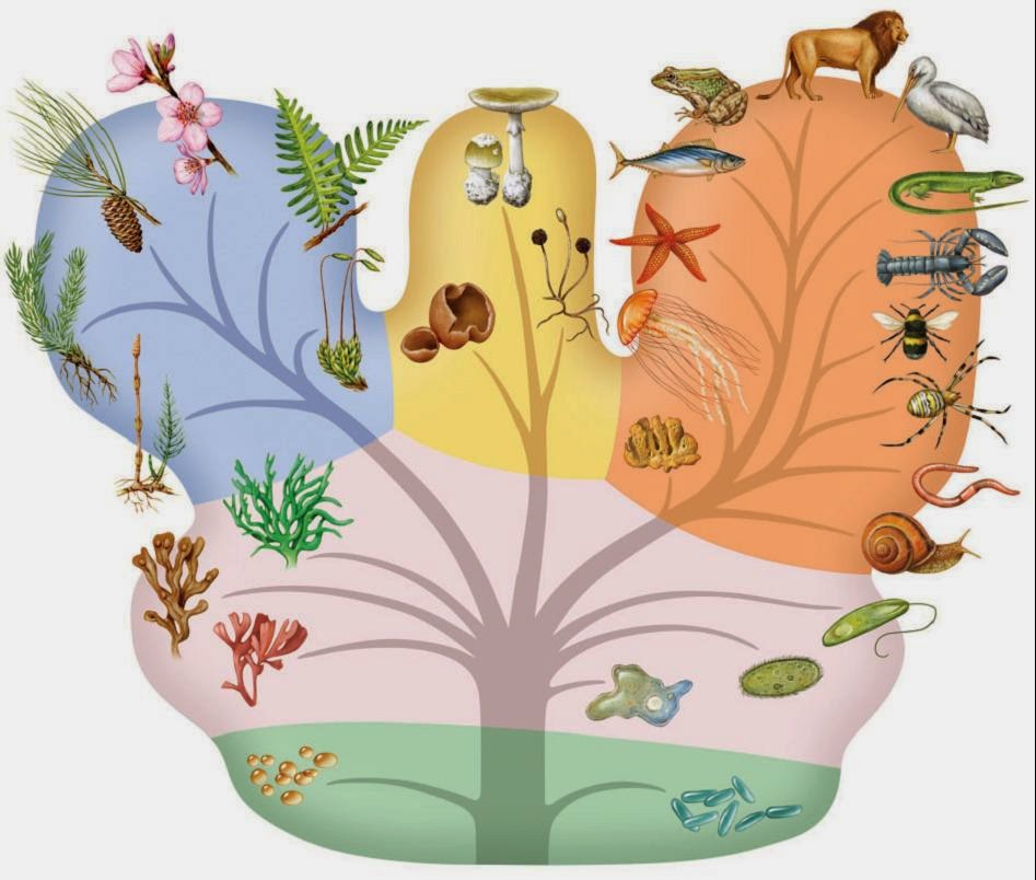 O Que é Sistemática Biologia - FDPLEARN